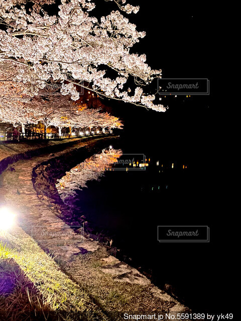 夜桜ライトアップの写真・画像素材 5591389 Snapmart（スナップマート）