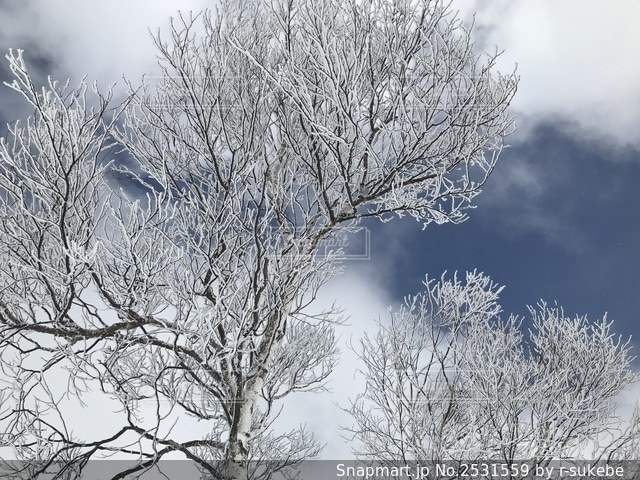 地面に雪が積もった木の写真・画像素材 2531559 Snapmart（スナップマート）