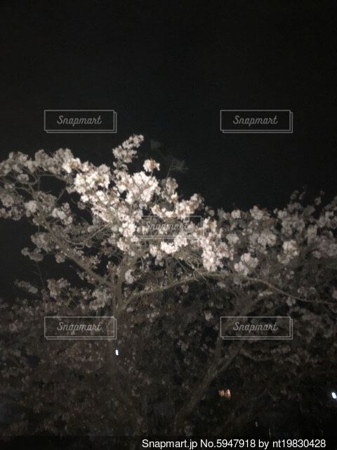 夜桜ライトアップの写真・画像素材 5947918 Snapmart（スナップマート）