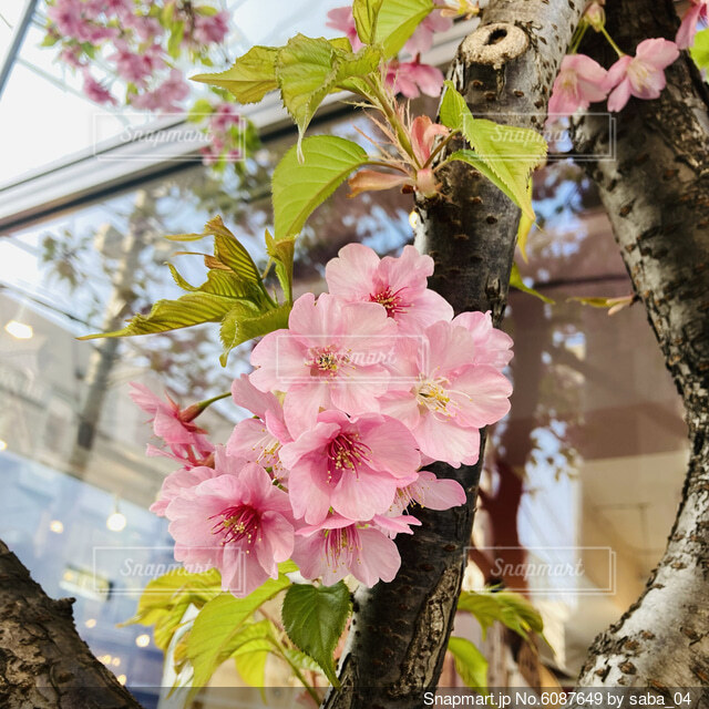 木の幹から咲くピンクの桜の写真・画像素材 6087649 Snapmart（スナップマート）