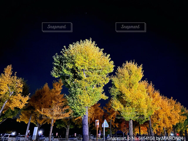 夜のイチョウ並木の写真・画像素材 6154158 Snapmart（スナップマート）