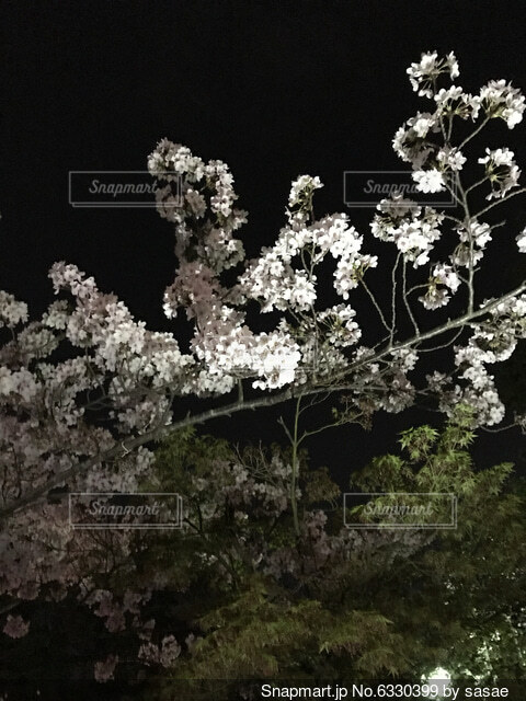 夜桜～ライトアップ～の写真・画像素材 6330399 Snapmart（スナップマート）