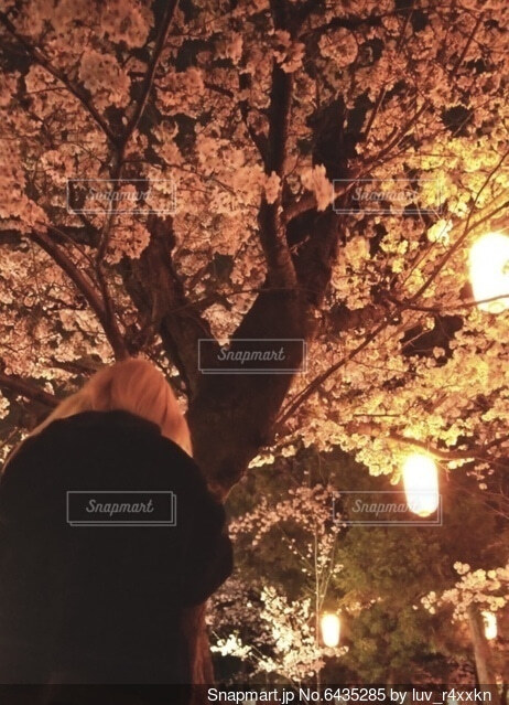 千本桜の夜桜ライトアップの写真・画像素材 6435285 Snapmart（スナップマート）