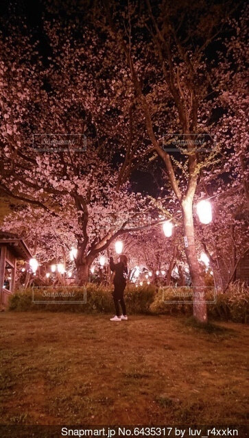 千本桜の夜桜ライトアップの写真・画像素材 6435317 Snapmart（スナップマート）