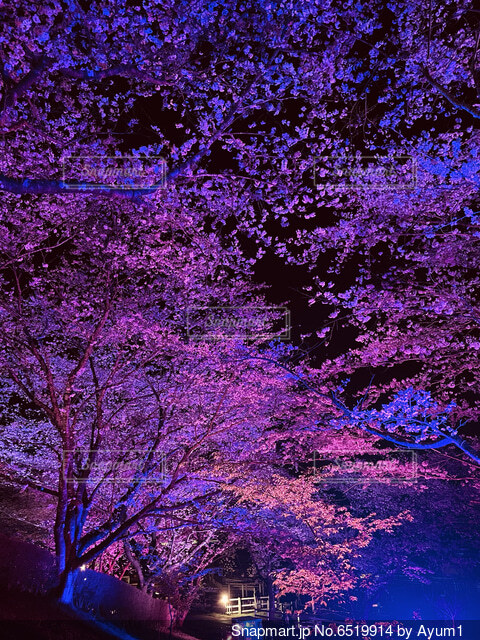 夜桜のライトアップの写真・画像素材 6519914 Snapmart（スナップマート）