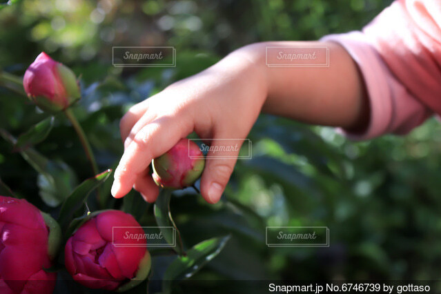 花をさわる子どもの写真・画像素材 6746739 Snapmart（スナップマート）