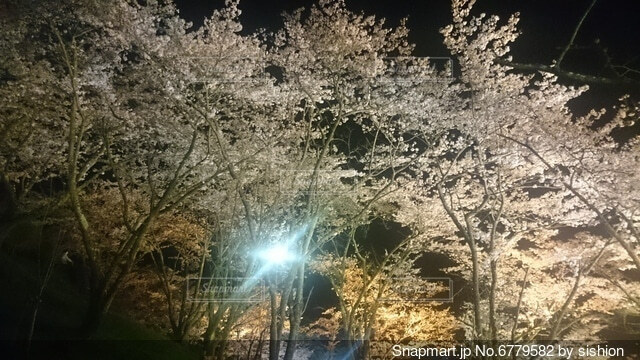 夜桜ライトアップの写真・画像素材 6779582 Snapmart（スナップマート）