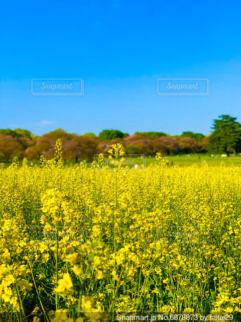 お花畑の写真・画像素材 6878873 Snapmart（スナップマート）