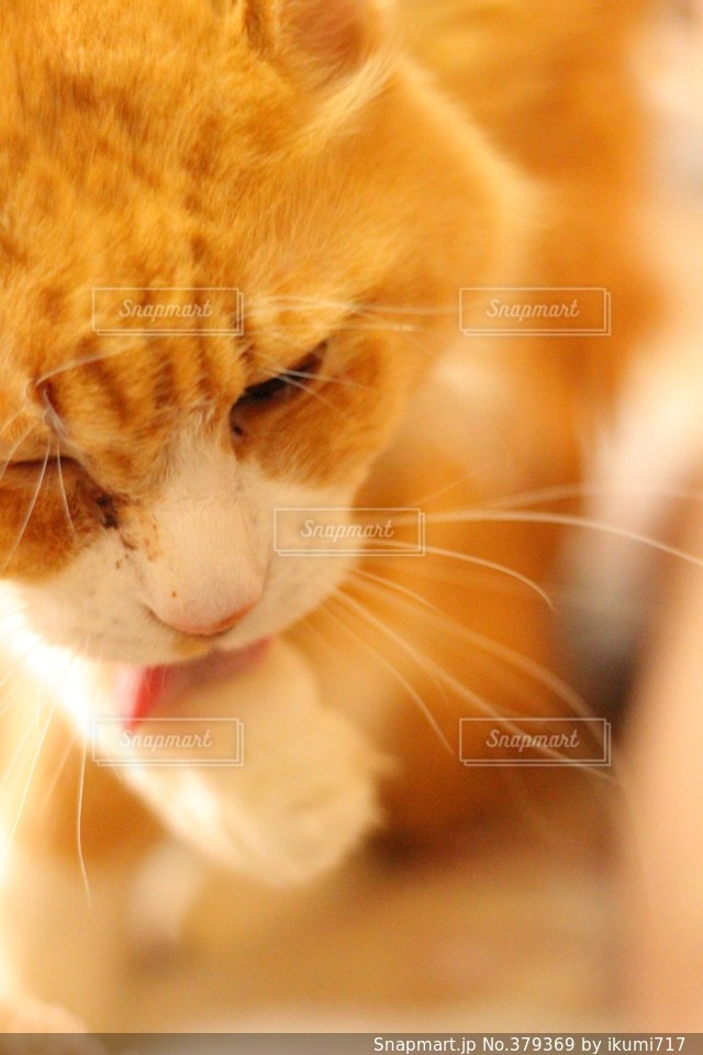 猫の写真・画像素材 379369 Snapmart（スナップマート）