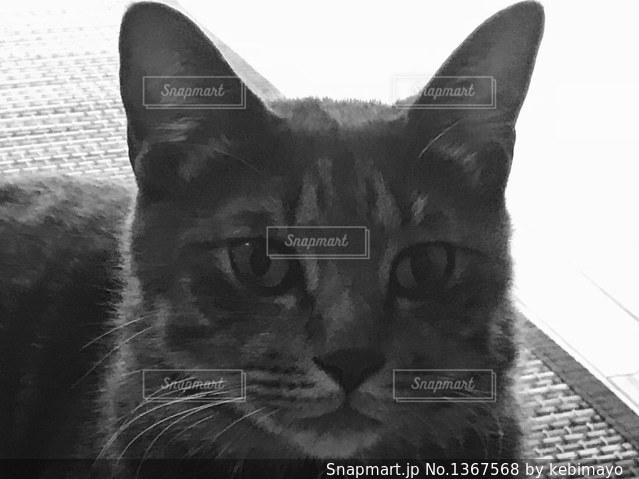 カメラを見ている猫の写真・画像素材 1367568 Snapmart（スナップマート）