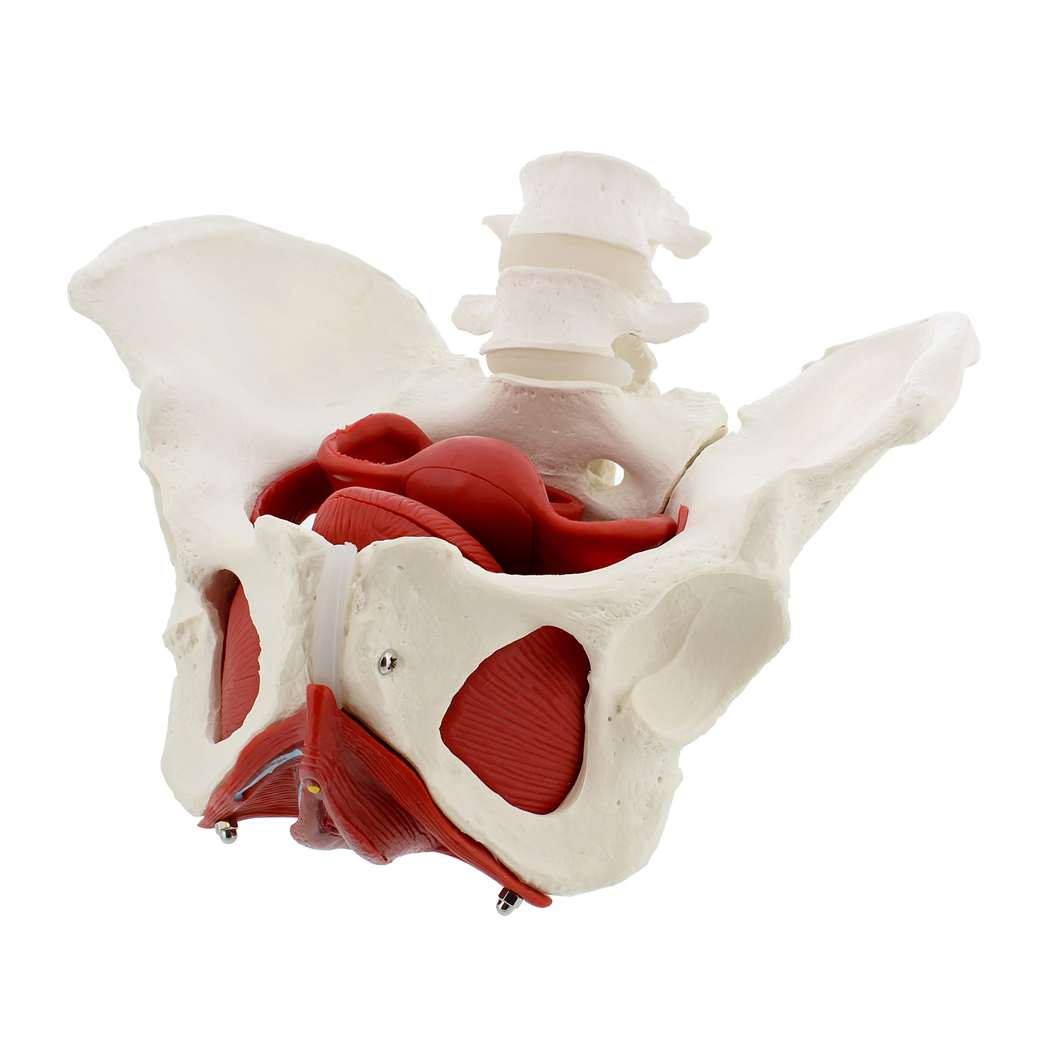 Female Pelvis Anatomy Muscles Female Pelvis Model With Ligaments