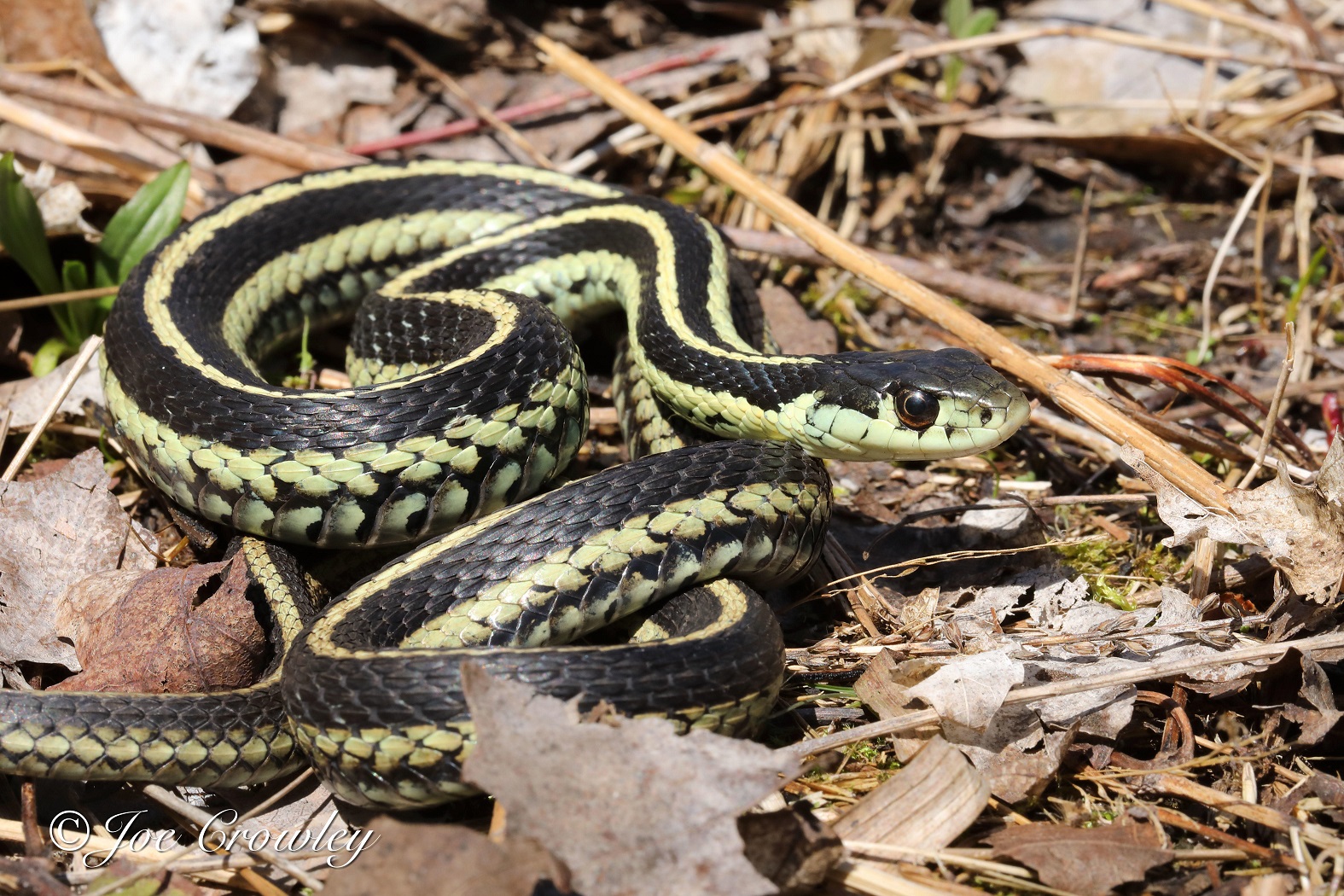 Garter Snake