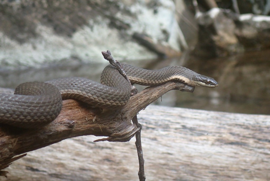 Queensnake The Canadian Encyclopedia