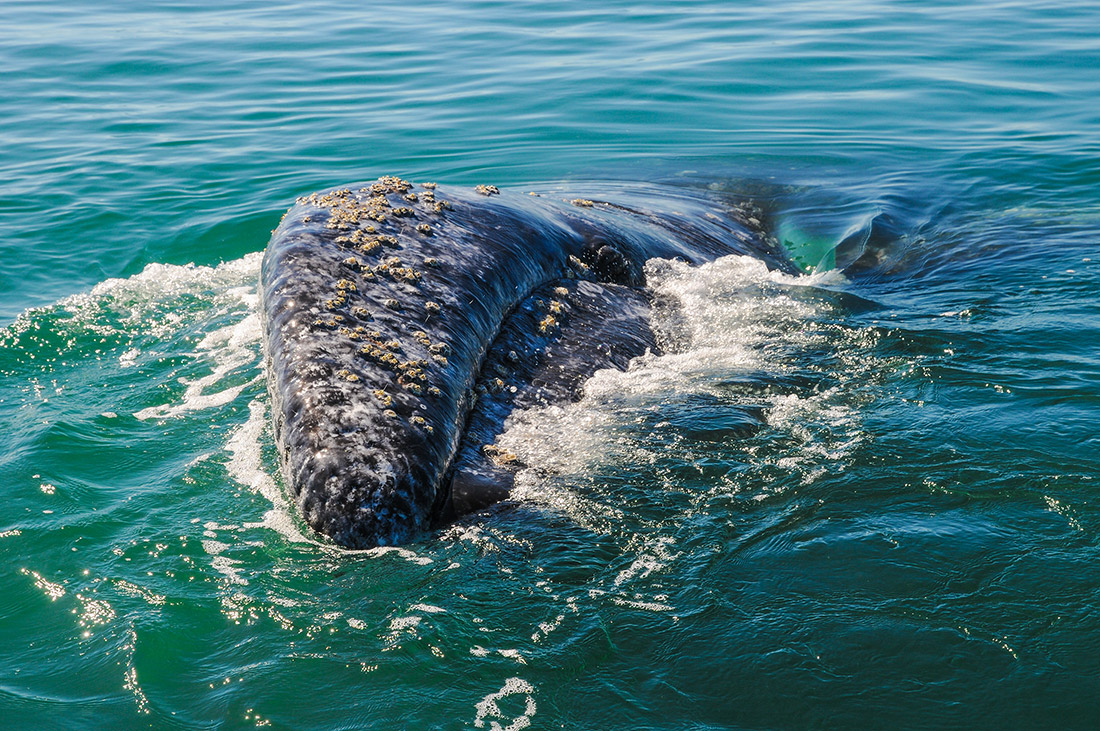 Baleine Grise Lencyclopédie Canadienne