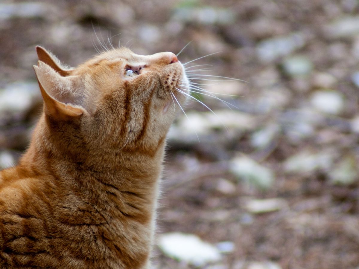 空を見上げる子猫 Ganref