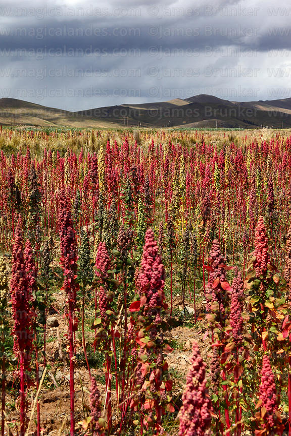 Magical Andes Photography Field Of Red Quinoa Plants Chenopodium