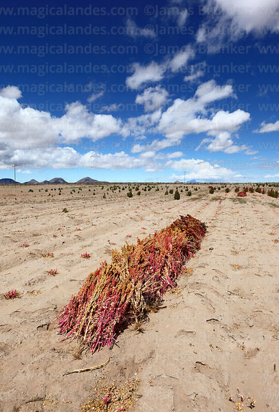 Magical Andes Photography Recently Harvested Quinoa Plants