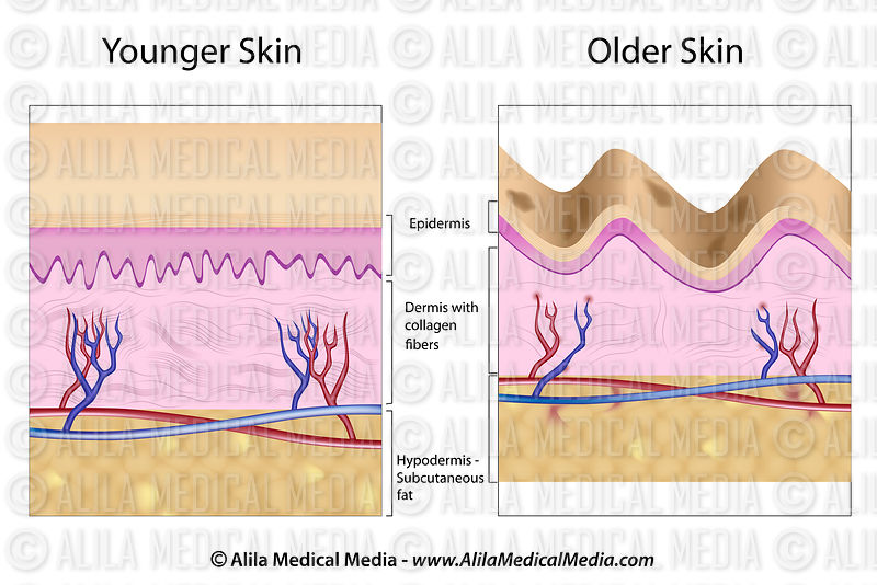 Human Skin Anatomy Alila Medical Images