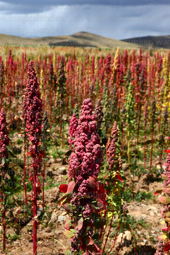 Magical Andes Photography Field Of Red Quinoa Plants Chenopodium