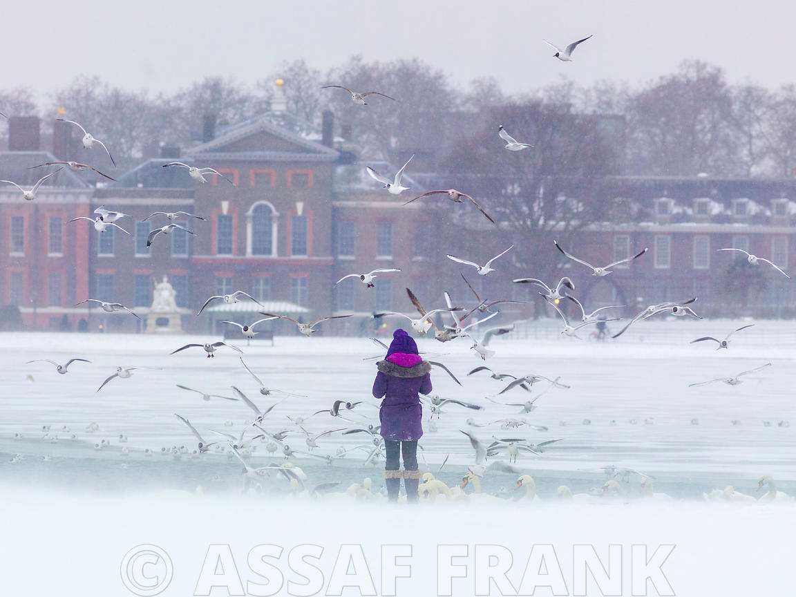 Assaf Frank Photography Licensing Woman At Hyde Park Pond With Birds