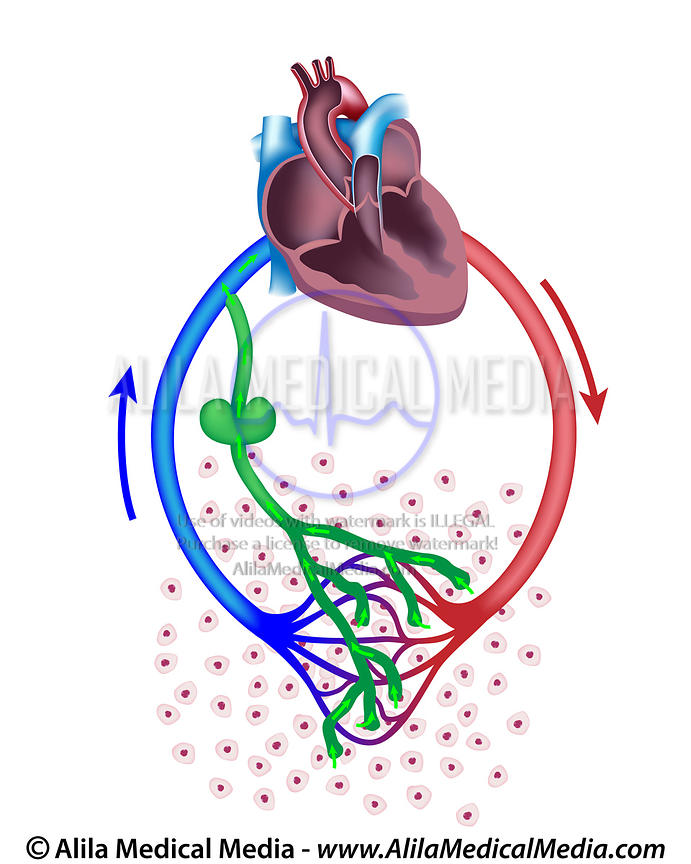 Alila Medical Media Lymphatic Capillary Anatomy Unlab