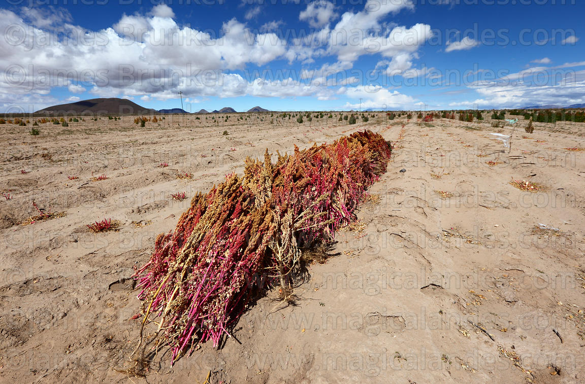 Magical Andes Photography Recently Harvested Quinoa Plants