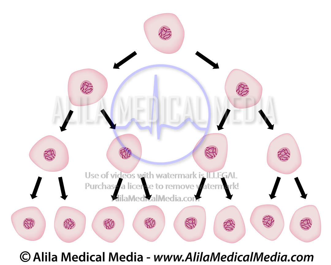 Alila Medical Media A Typical Cell Labeled Diagram Medical