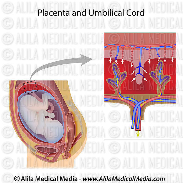 Alila Medical Media Placenta E Cordão Umbilical Ilustração Médica