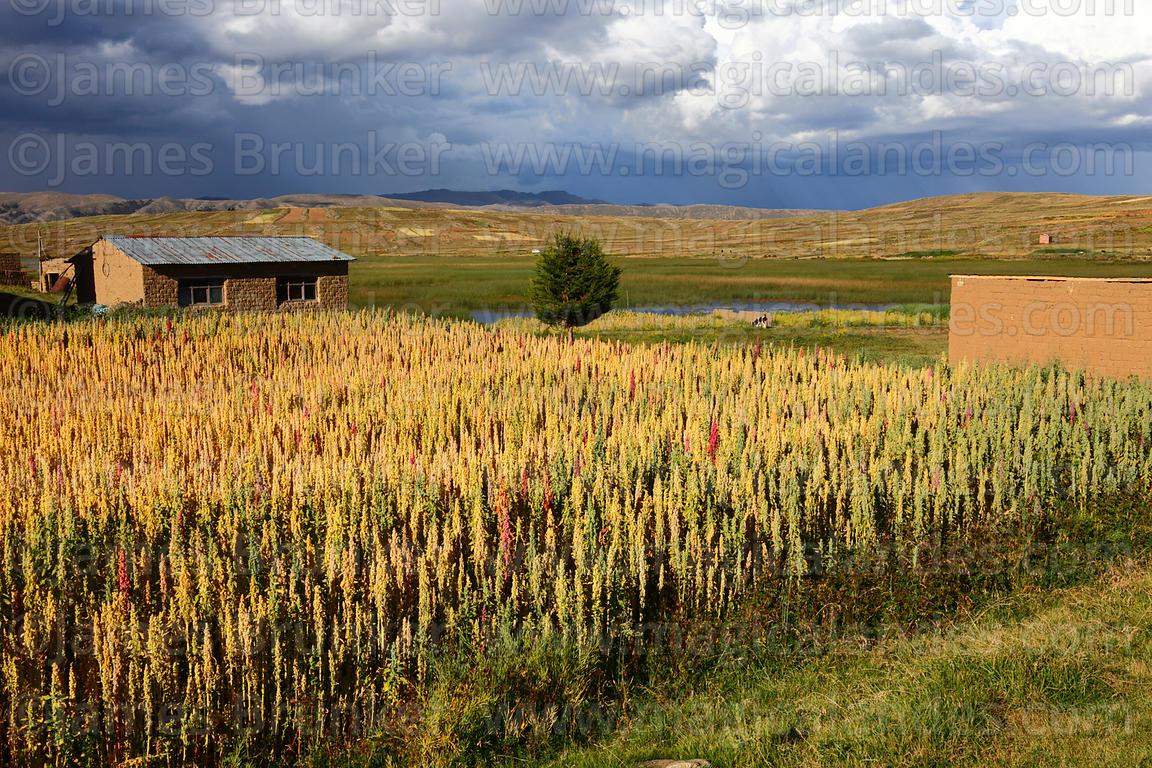 Magical Andes Photography Field Of Red Quinoa Plants Chenopodium