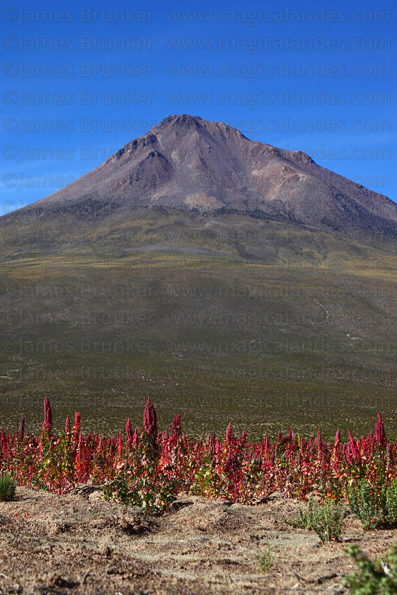 Magical Andes Photography Field Of Red Quinoa Plants Chenopodium