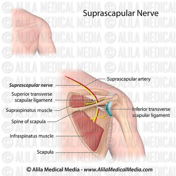 Alila Medical Media Suprascapular Nerve Medical Illustration