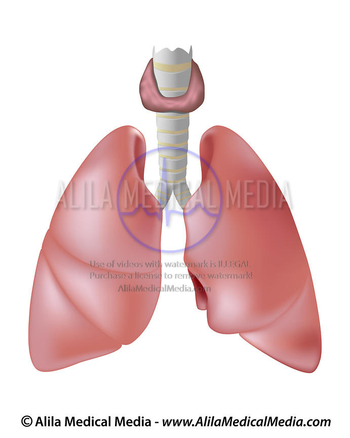 Alila Medical Media Thyroid Gland Medical Illustration