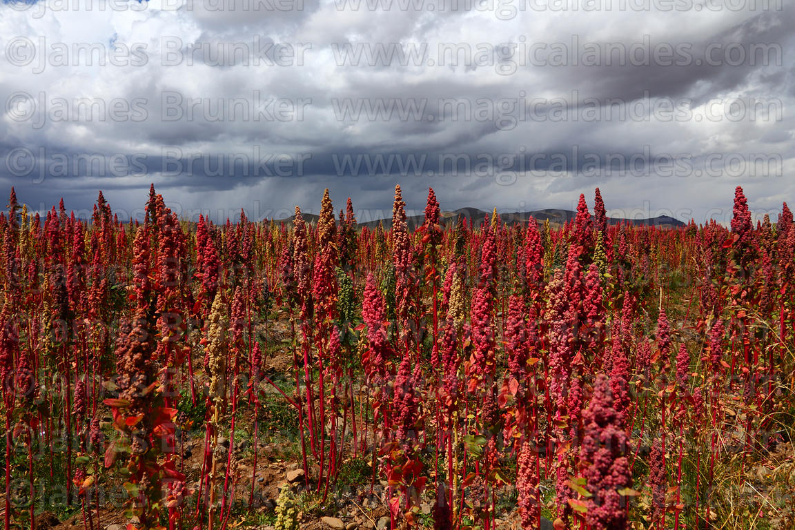 Magical Andes Photography Field Of Red Quinoa Plants Chenopodium