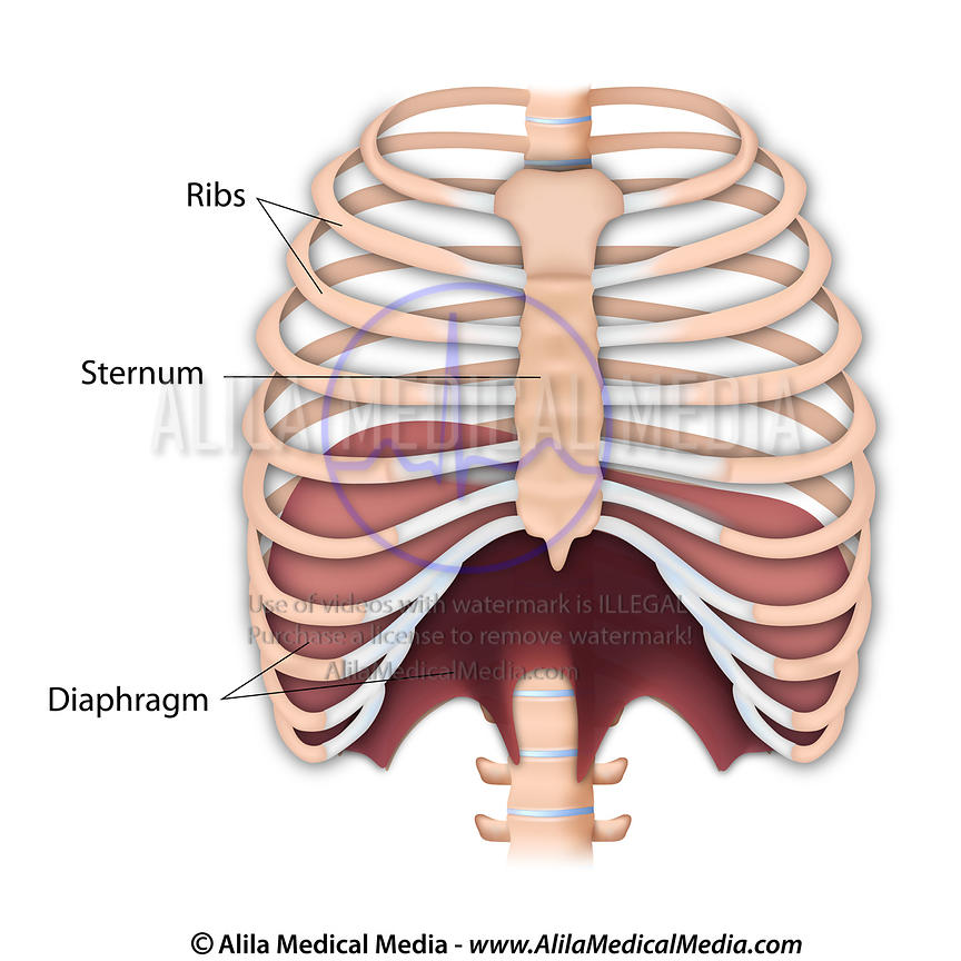 Alila Medical Media The Diaphragm Labeled Medical Illustration