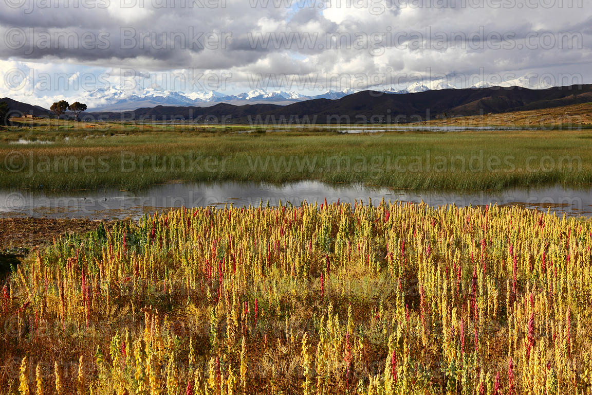 Magical Andes Photography Field Of Quinoa Plants Chenopodium Quinoa