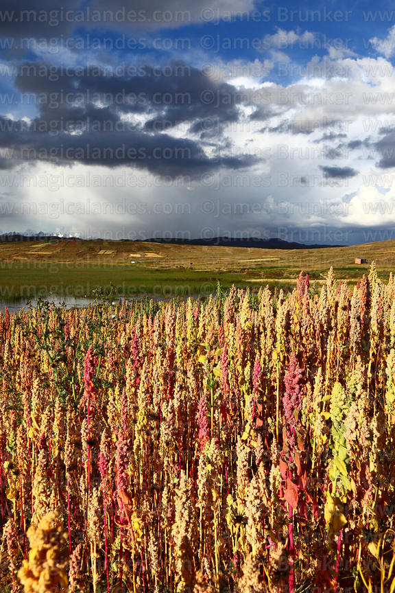 Magical Andes Photography Field Of Quinoa Plants Chenopodium Quinoa