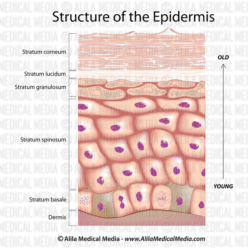 Alila Medical Media Epidermis Of The Skin Medical Illustration