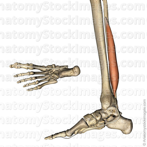 Anatomy Stock Images Lowerleg Musculus Flexor Hallucis Longus Muscle