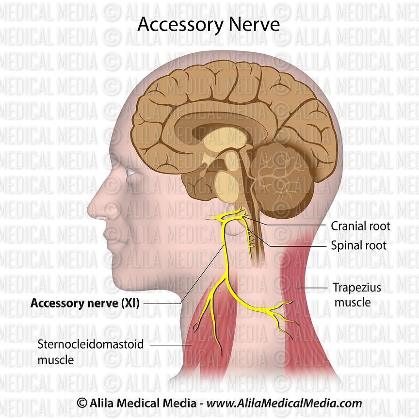 Alila Medical Media Accessory Nerve Labeled Medical Illustration