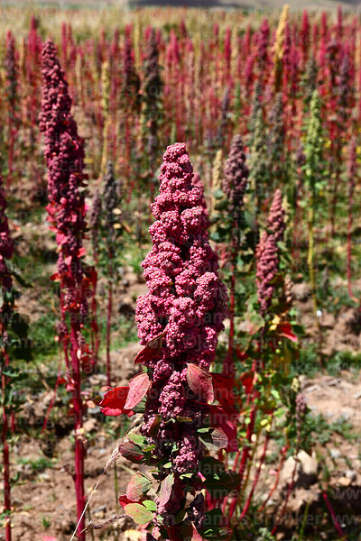 Magical Andes Photography Field Of Red Quinoa Plants Chenopodium