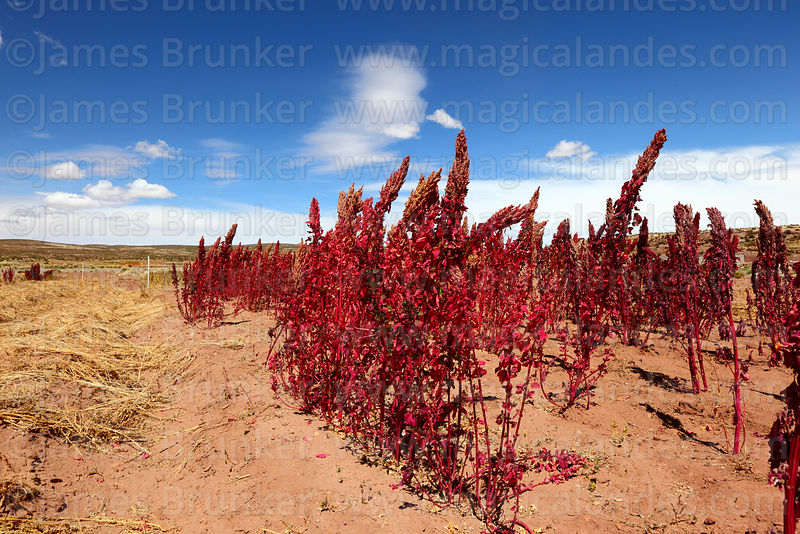 Magical Andes Photography Field Producing Seeds For Rosa Blanca