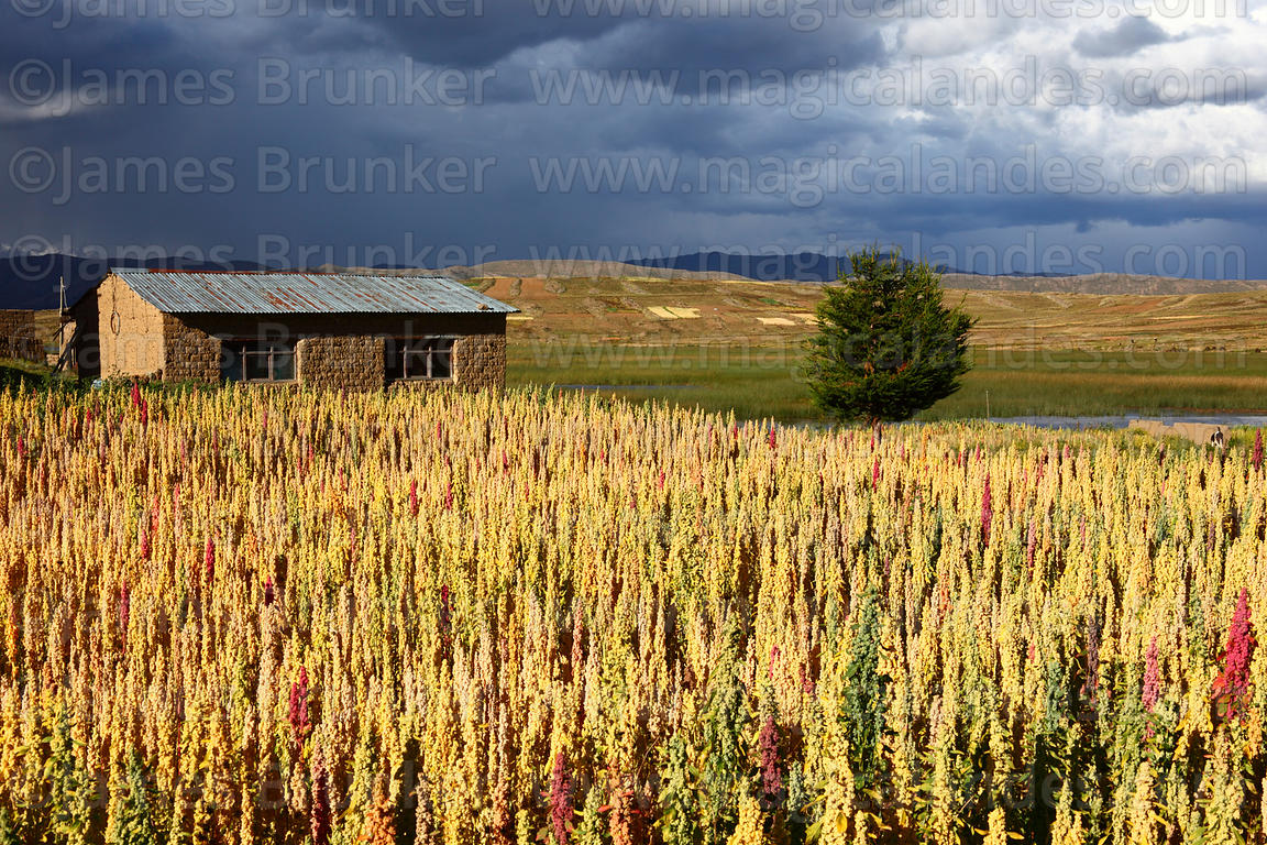 Magical Andes Photography Field Of Quinoa Plants Chenopodium Quinoa