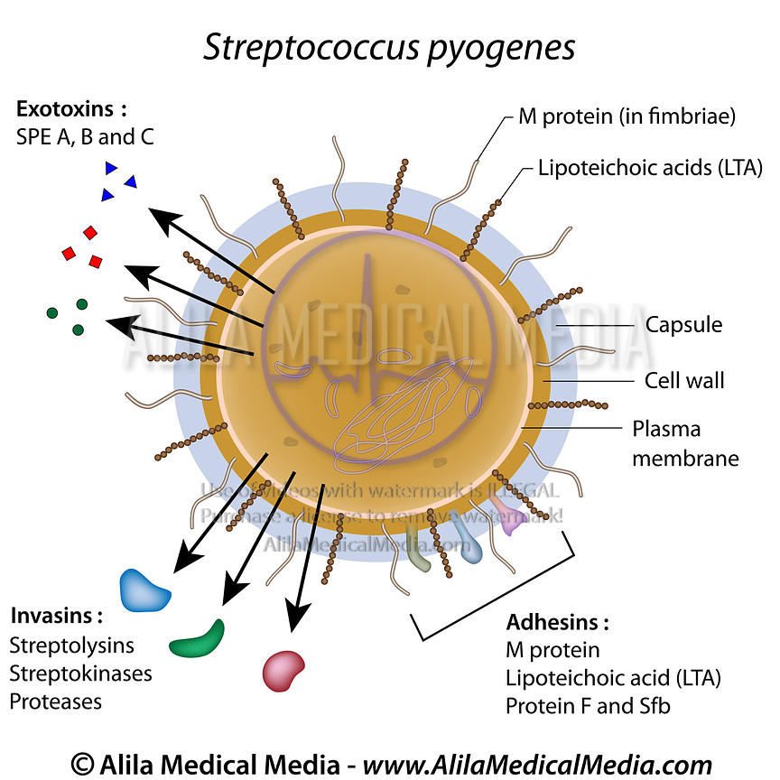 Alila Medical Media Staphylococcus Aureus Bacterium Medical