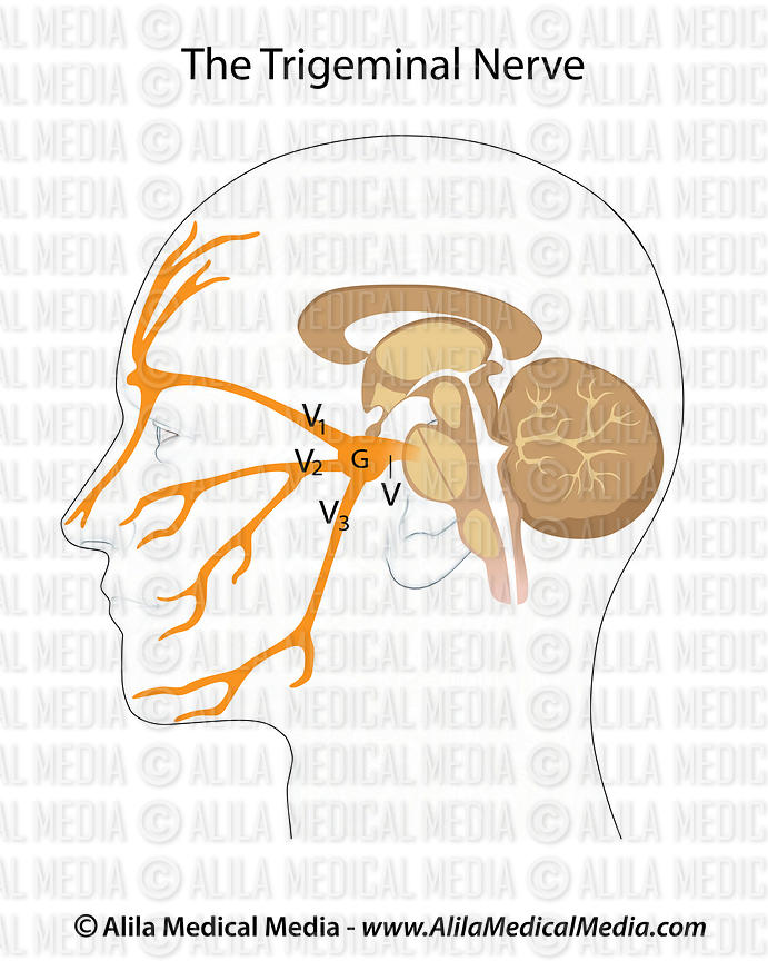 Alila Medical Media Thoracic Spine Anatomy Medical Illustration