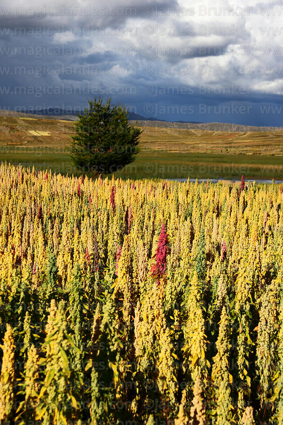 Magical Andes Photography Field Of Quinoa Plants Chenopodium Quinoa