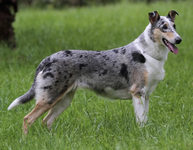 Smooth Collie Dog Breed Facts And Info Dogpack