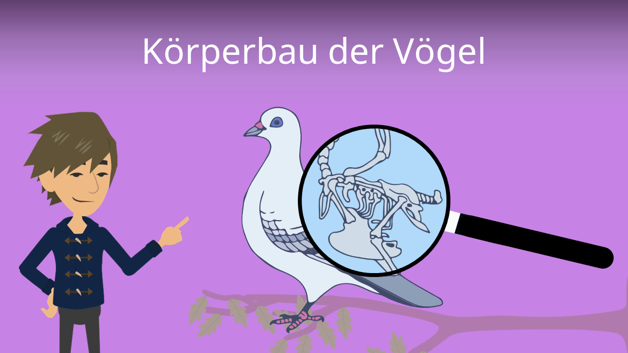 Körperbau Vögel • Innerer Und äußerer Körperbau Von Vögeln · Mit Video