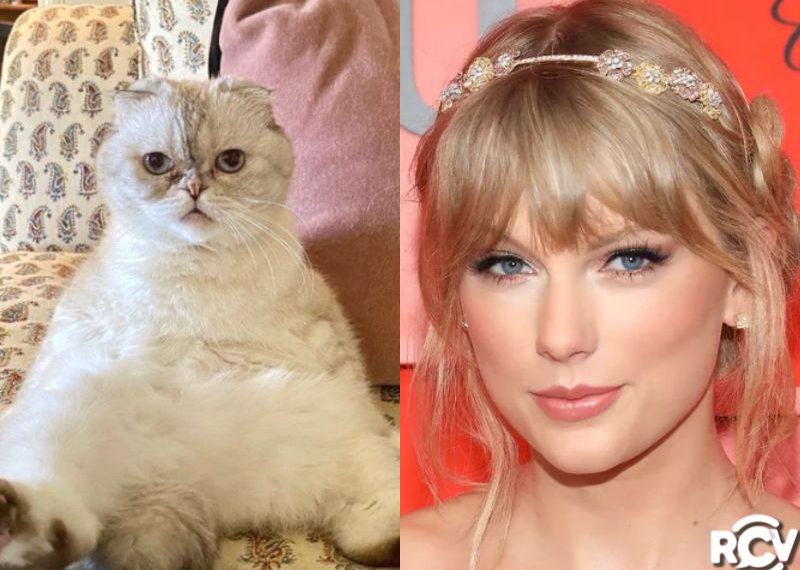 Gata De La Cantante Taylor Swift Olivia Benson Es La Tercera Mascota