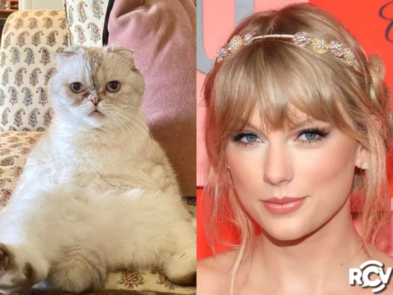 Gata De La Cantante Taylor Swift Olivia Benson Es La Tercera Mascota