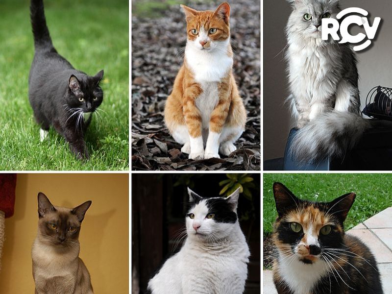 Conoce Las Razas De Gatos Más Comunes Y Sus Características